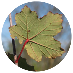 Forestal | Acció ecologista AGRÓ. Comunitat Valenciana.